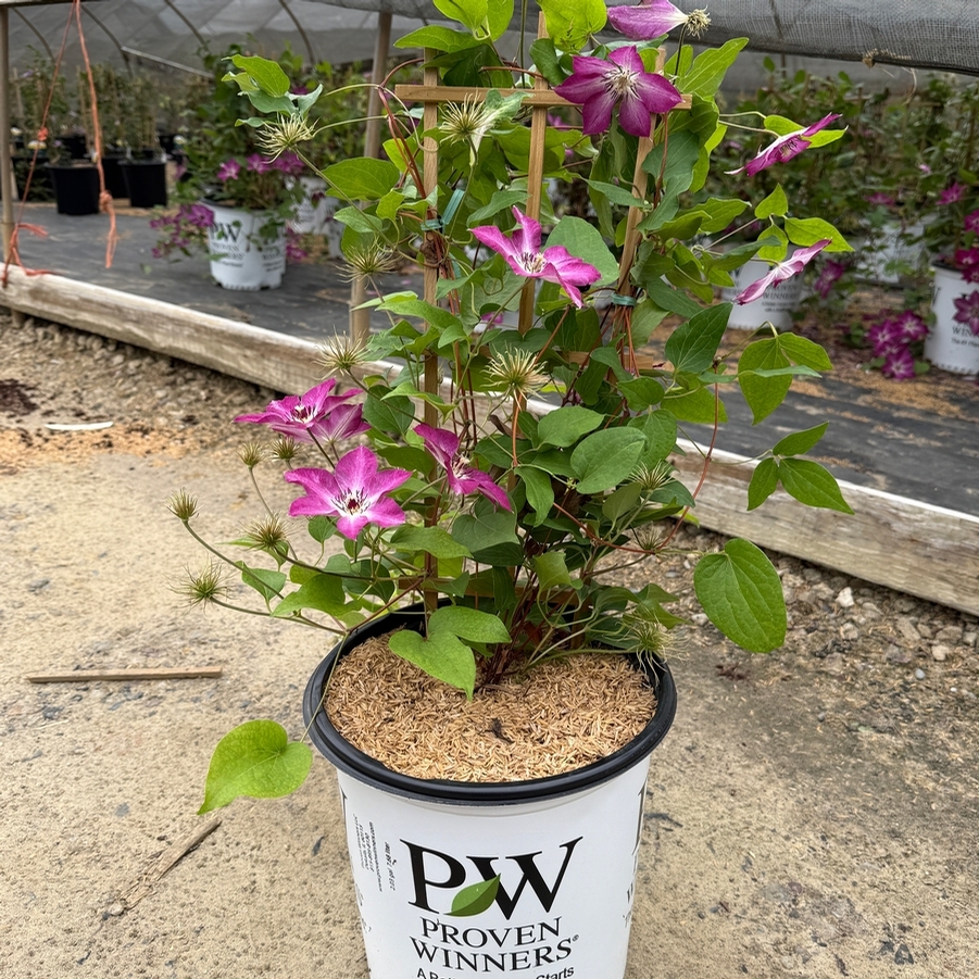 Clematis 'Viva Polonia' Viva Polonia Clematis from Medford Nursery